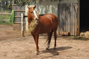 Konie Shire - historia i charakterystyka rasy