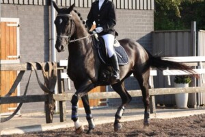 Konie Shire - historia i charakterystyka rasy