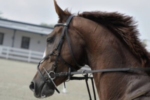 Konie Shire - historia i charakterystyka rasy